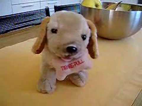 T-Rex Dog! - YouTube
