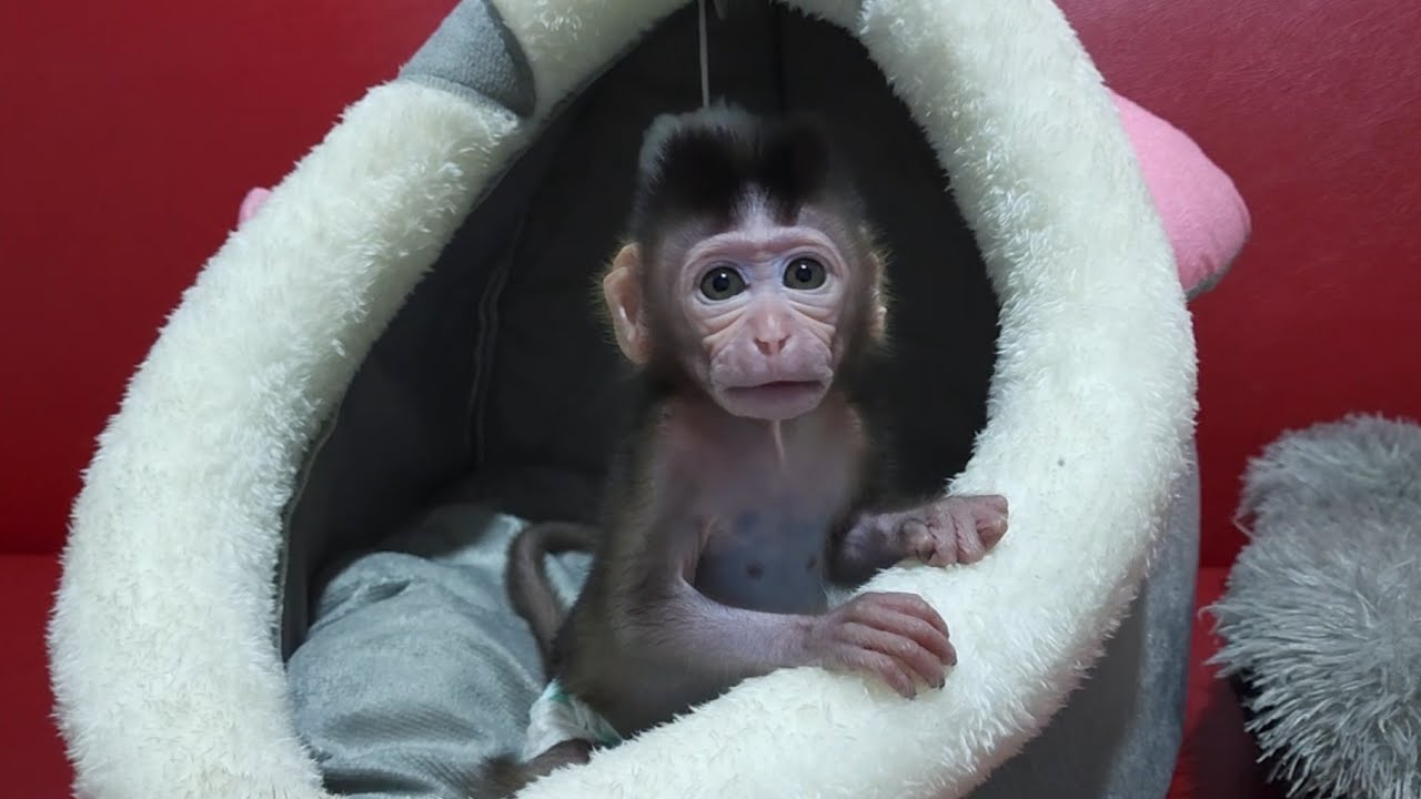 Newborn Baby Monkey Relax and Play in the Shark Bed - YouTube