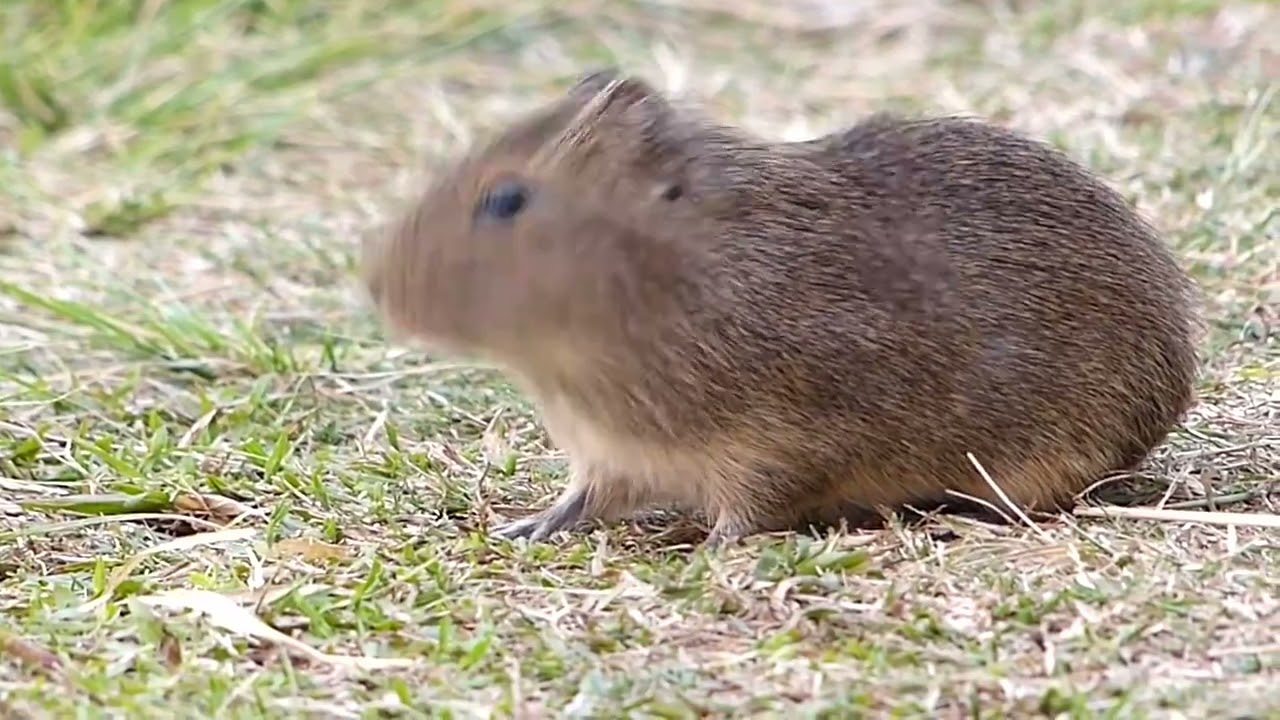 animal fauna brasileira sertaneja PREÁ SILVESTRE selvagem bicho ...