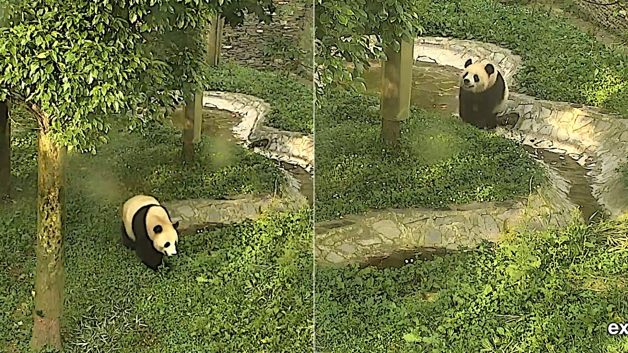 My Mom Is Bao Bao, Episode I 7-09-2023 - YouTube