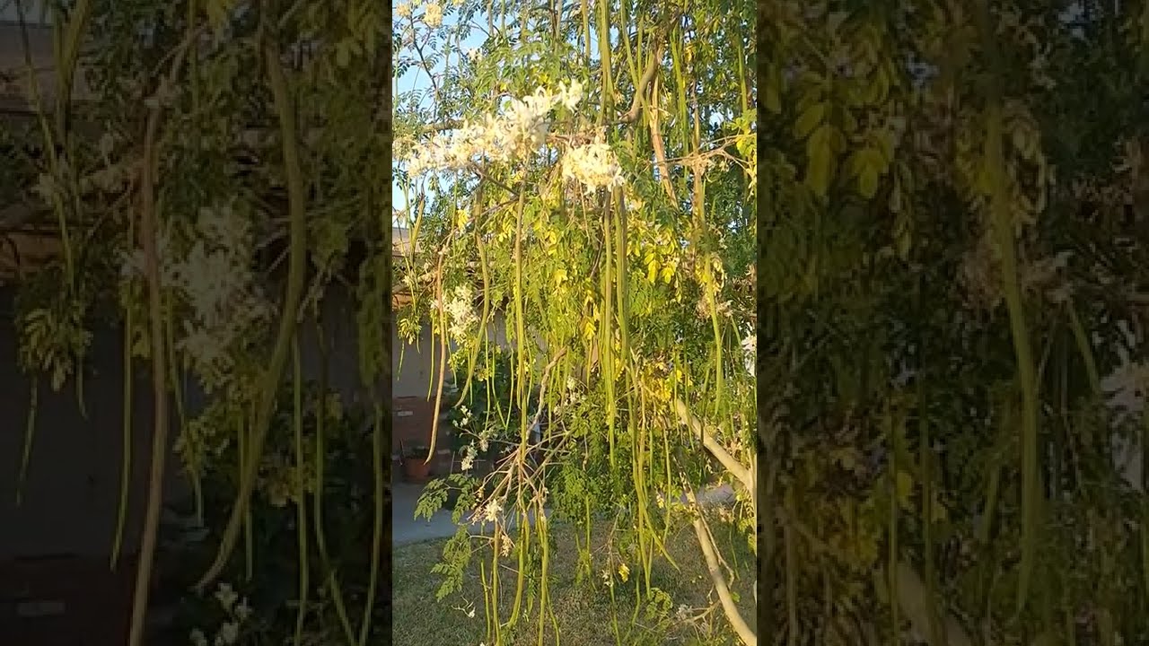 Growing Moringa Trees in Maricopa County Arizona - YouTube