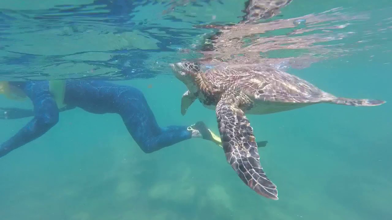 Turtle video - YouTube