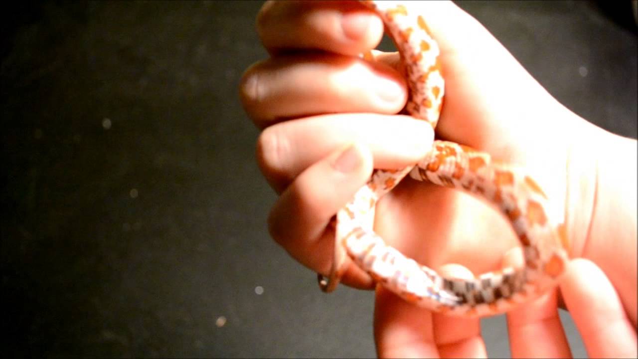 Miami Phase Corn Snake - YouTube