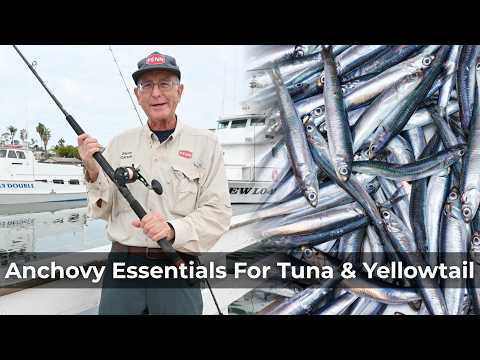 How to Flyline Anchovies for Tuna & Yellowtail | 3 Essential Rigs