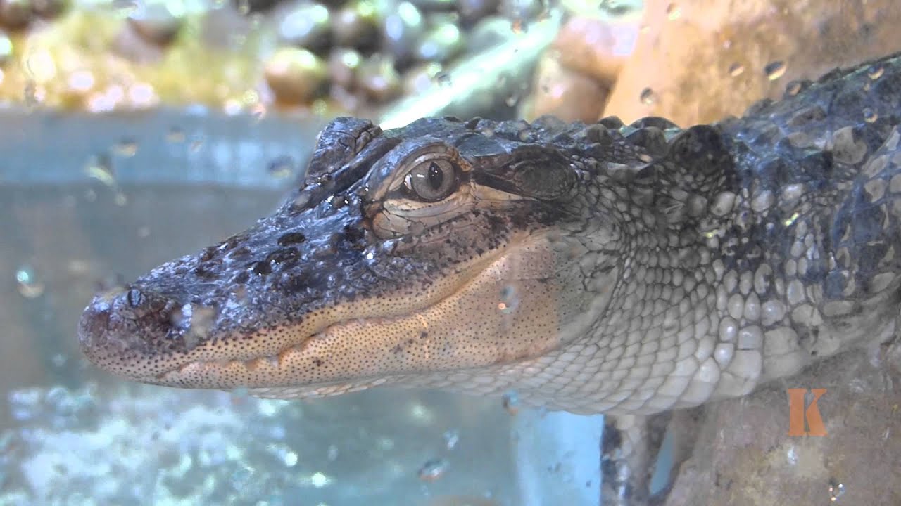 Alligator Staring Contest - YouTube