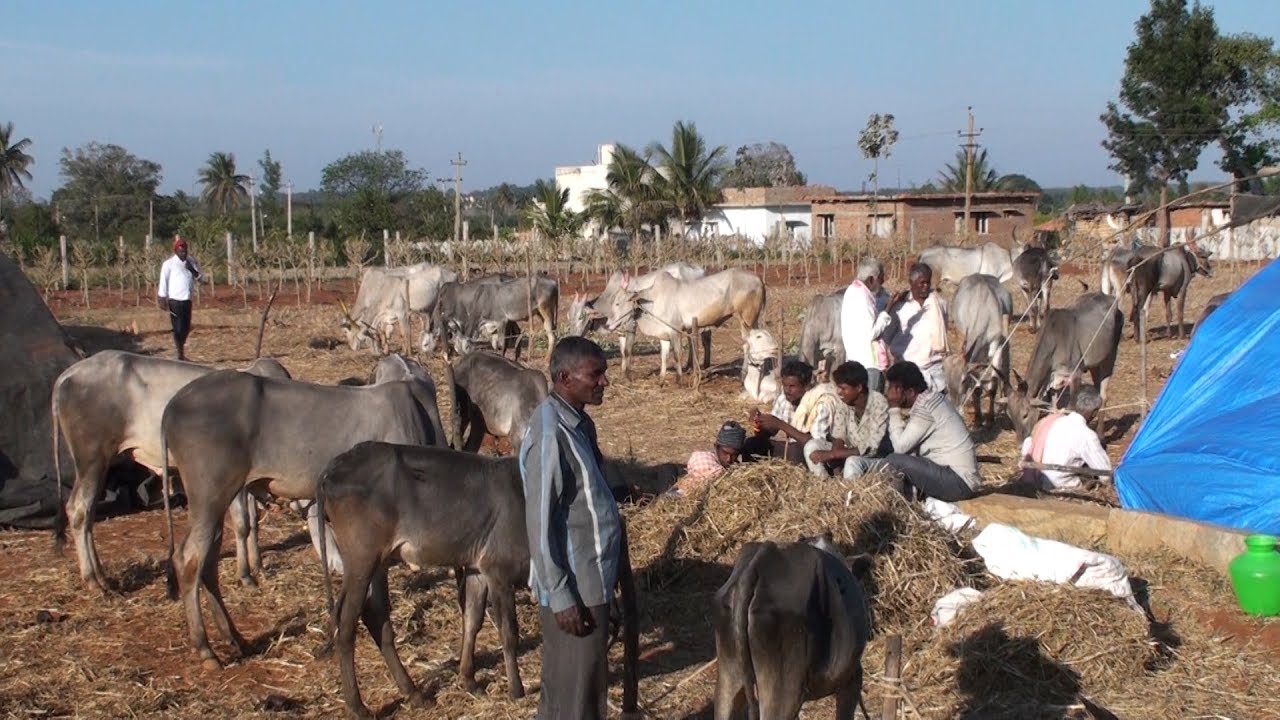ನಂದಿ ದನಗಳ ಜಾತ್ರೆ | Nandi Cattle fair 2020 - YouTube