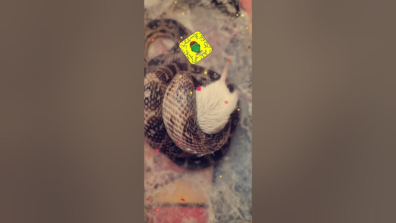 افتراس attack ثعبان python - YouTube