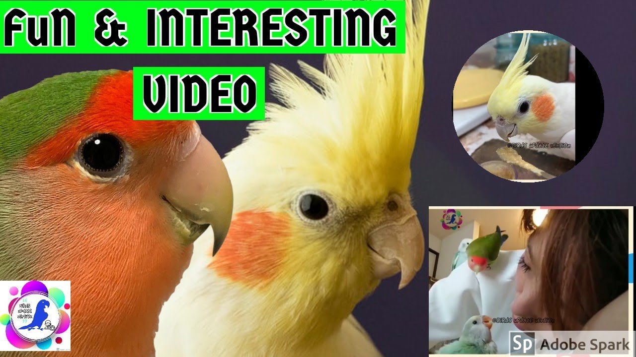 African love bird cocktail budgies best video clips for entertaining ...