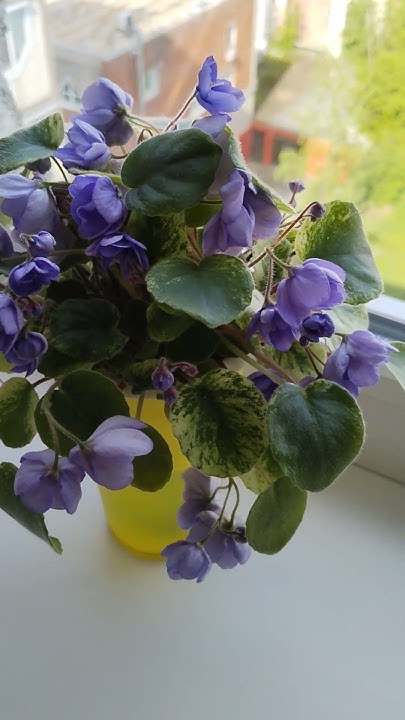 Трейлерная фиалка ЛЕ-Хрустальный водопад голд #flowers #plants #цветы # ...