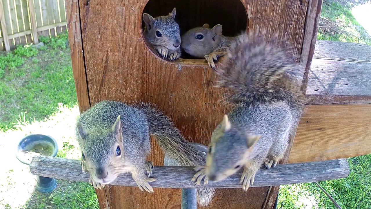 Litter of Four Squirrels Peak Cute [1of3] - YouTube