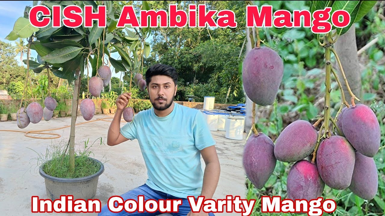 Ambika mango farming ! Ambika mango plant - YouTube