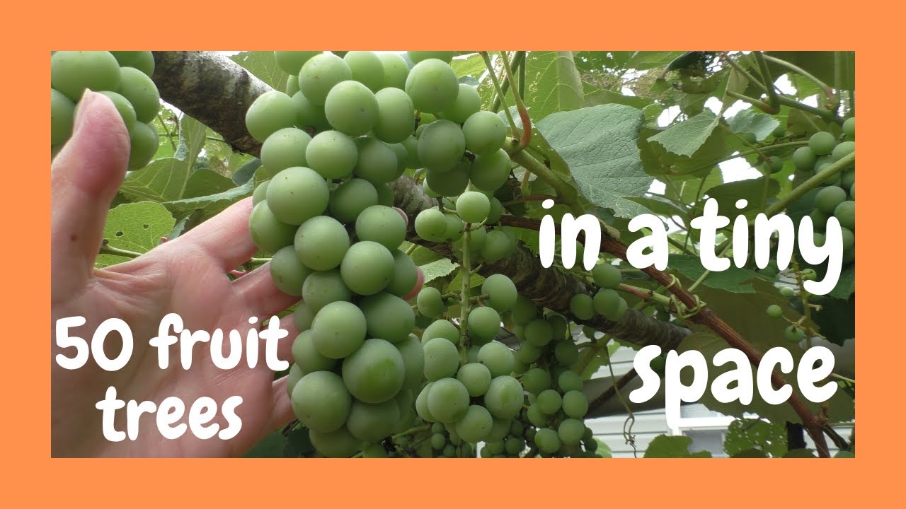 50 + fruit trees in a small space - YouTube