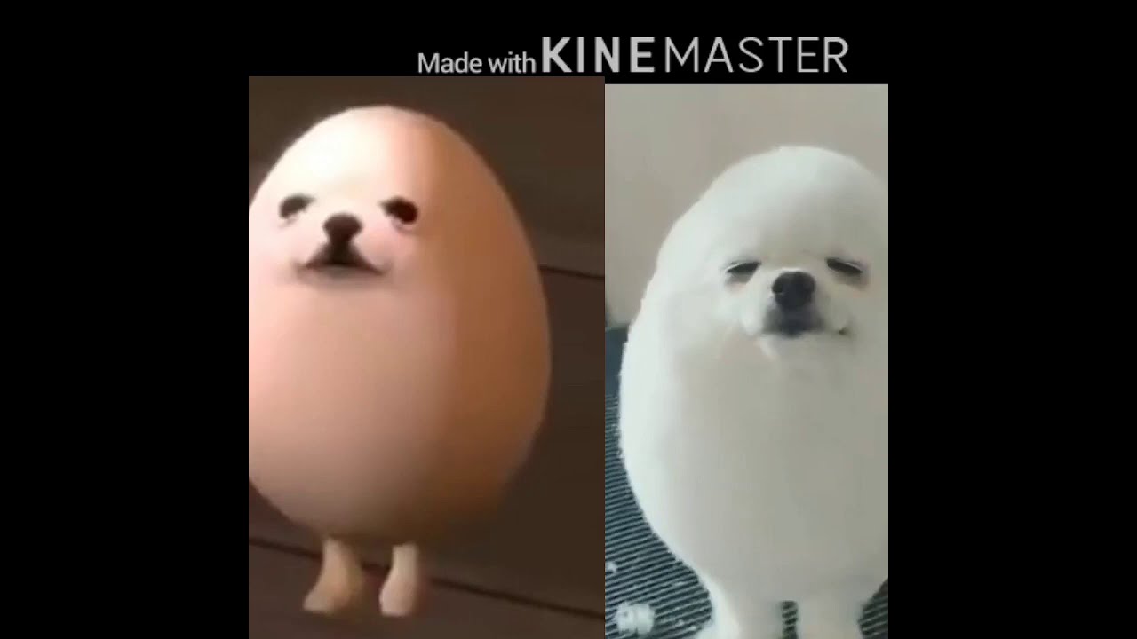 Eggdog Is Real!? - YouTube