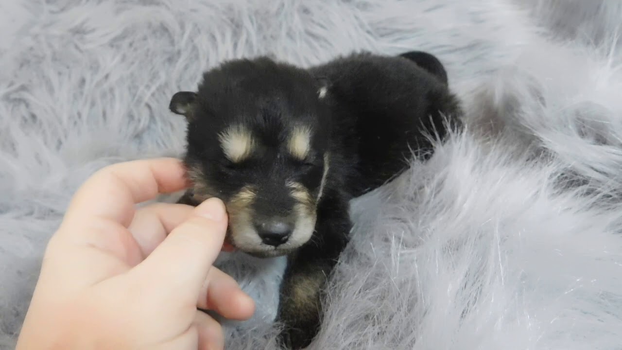 2 Week old Wolf Dog pup - YouTube