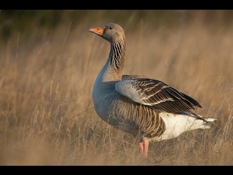 Манок на Серого гуся - YouTube