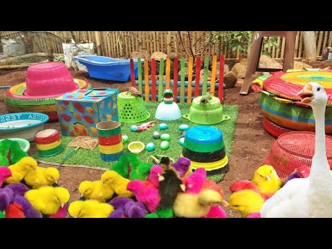 menangkap hewan lucu, marmut lucu, ayam lucu, ikan lele, ikan hias ...