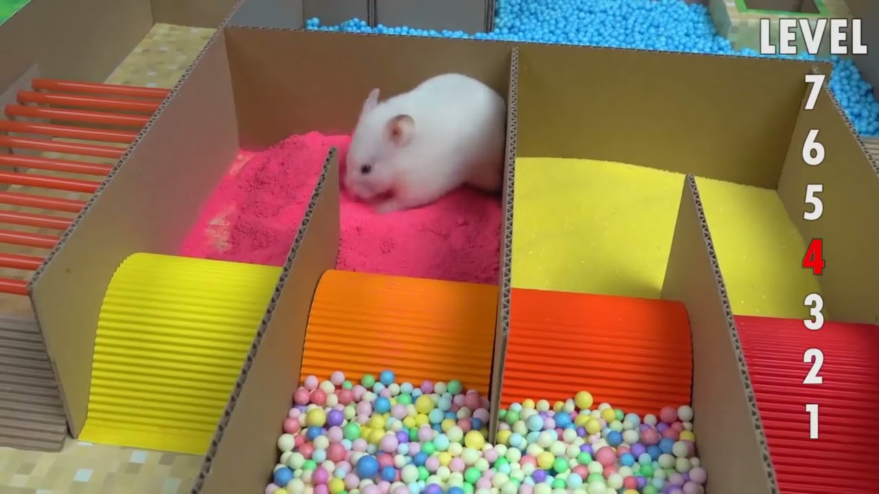 Hamster Minecraft Maze - YouTube