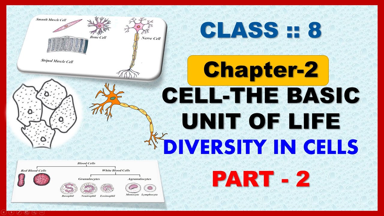 DIVERSITY IN CELLS || CELL-THE BASIC UNIT OF LIFE PART-2 - YouTube