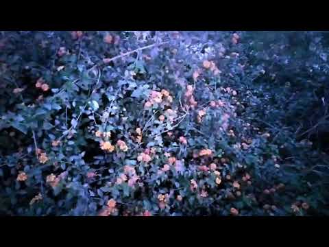Dil ko karar aya best nature status whatsapp status video