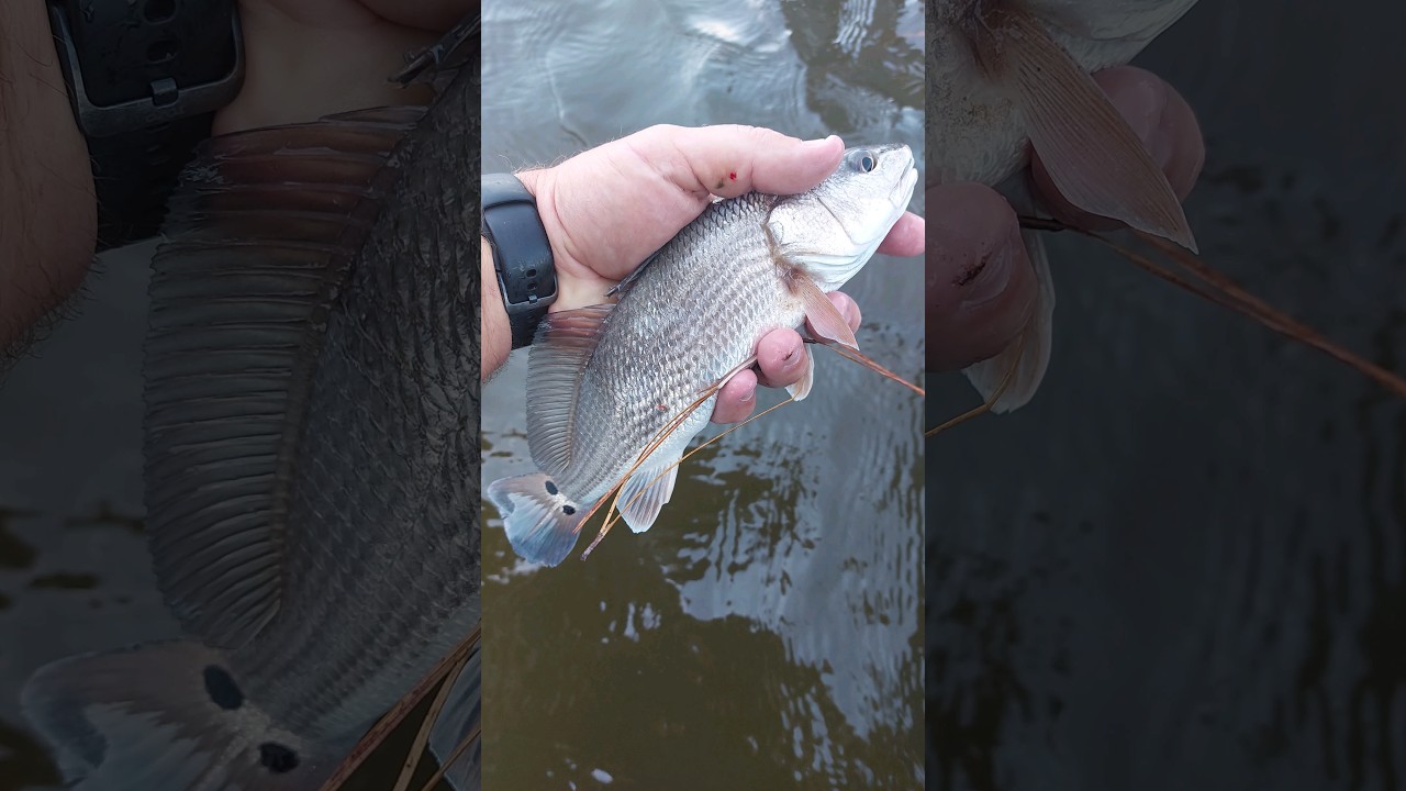 Baby Red Fish #fishing #exoticfish #nature #wildlife #outdoors #animals ...