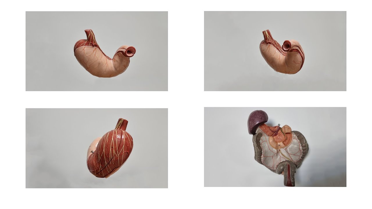 Sindirim kanalının (canalis digestorius) arterleri- 2. bölüm (Pratik ...