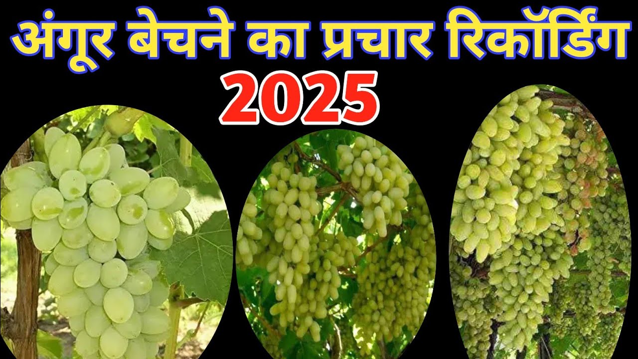 angur Bechne ka prachar recording ! angur Bechne ki recording prachar ...