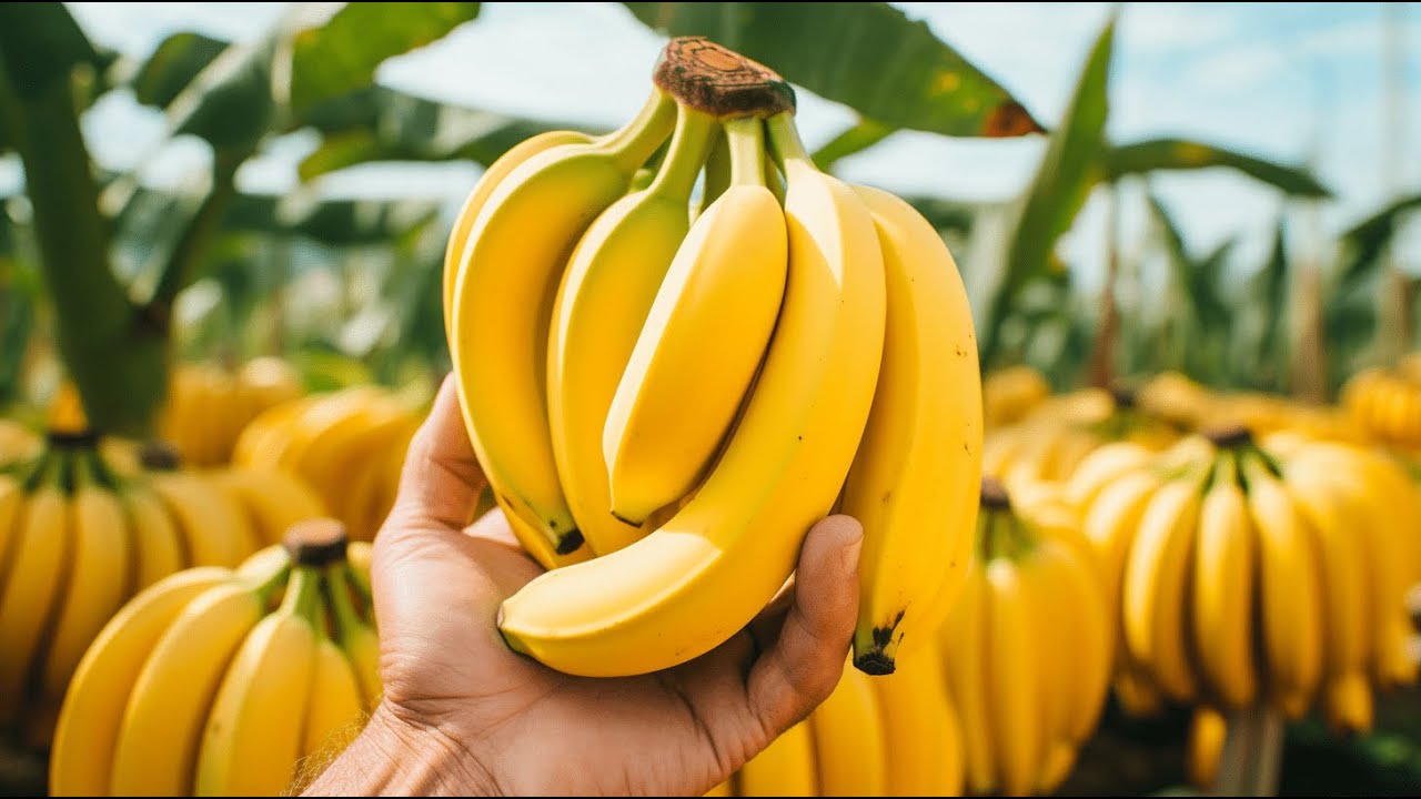 Are Bananas Genetically Modified To Not Have Seeds? - YouTube