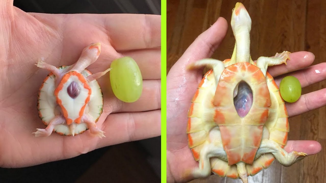 Tortuga con corazón expuesto lucha por vivir y conmueve al mundo - YouTube
