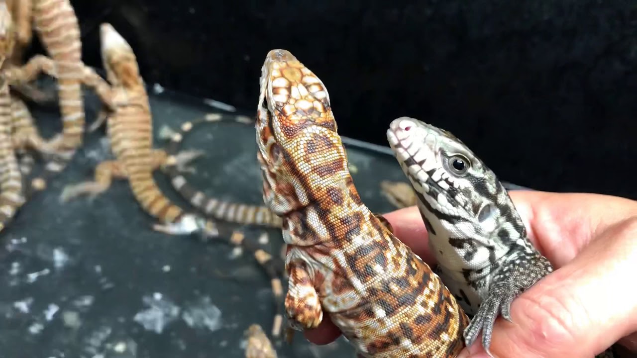Pearl/devil line mix baby tegus together with Anery red tegu baby - YouTube