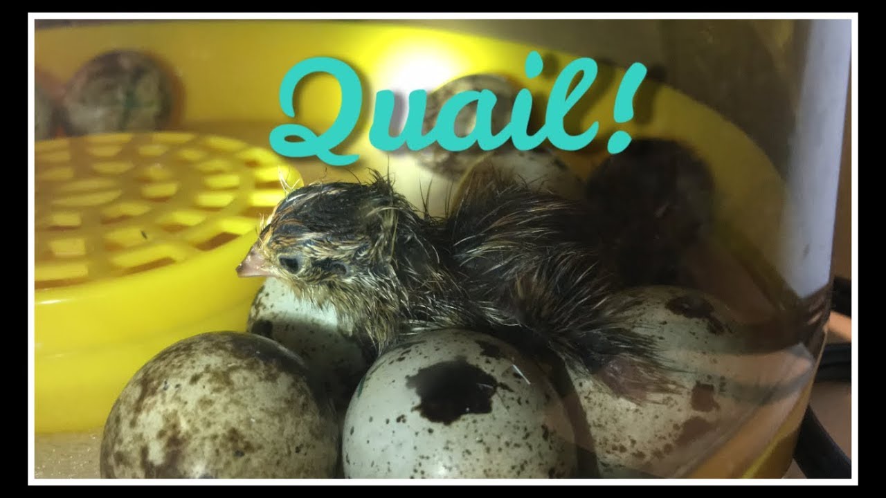 Quail! Our Hatchlings & Brooder! - YouTube