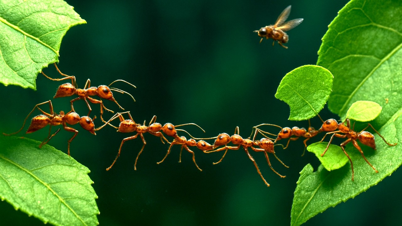STEALTH & SIGNALS | 10 Tiny Insect Ambushes You’ve Never Noticed - YouTube