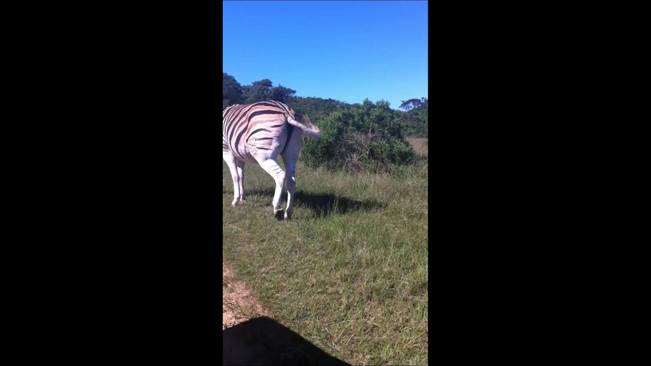 Farting Zebra - YouTube