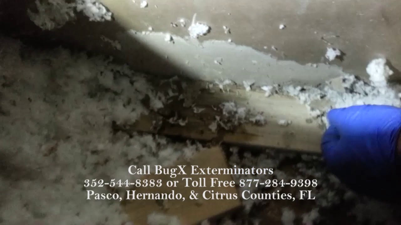 Termite Damage in Concrete Block Home - YouTube