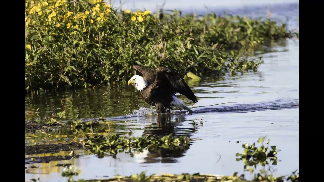 Eagle walk - YouTube