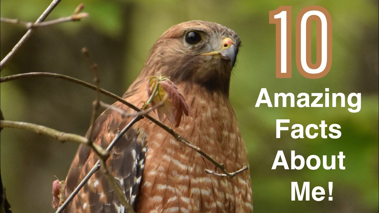 10 Amazing Facts About Red Shouldered Hawks - YouTube
