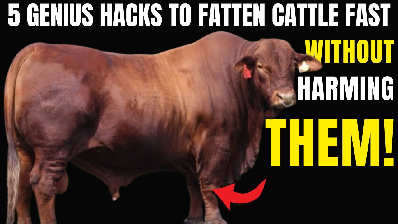 Fatten Cattle FAST & Healthy: 5 PROVEN Tips for Ranchers - YouTube