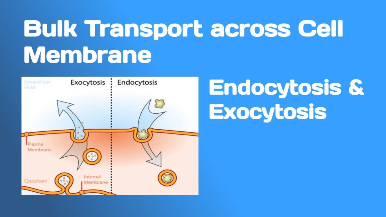 Bulk Transport Across Cell Membrane Endocytosis And Exocytosis Youtube