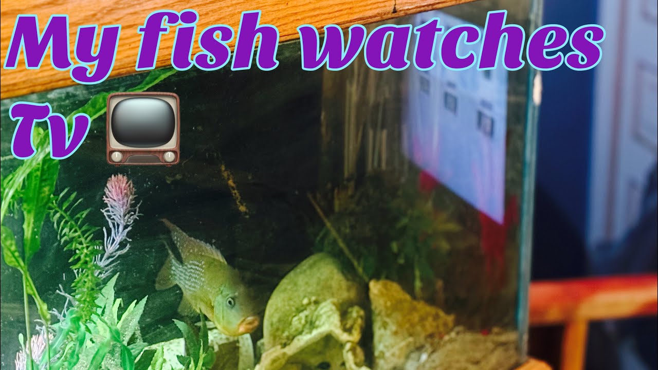 My fish is watching tv!! - YouTube