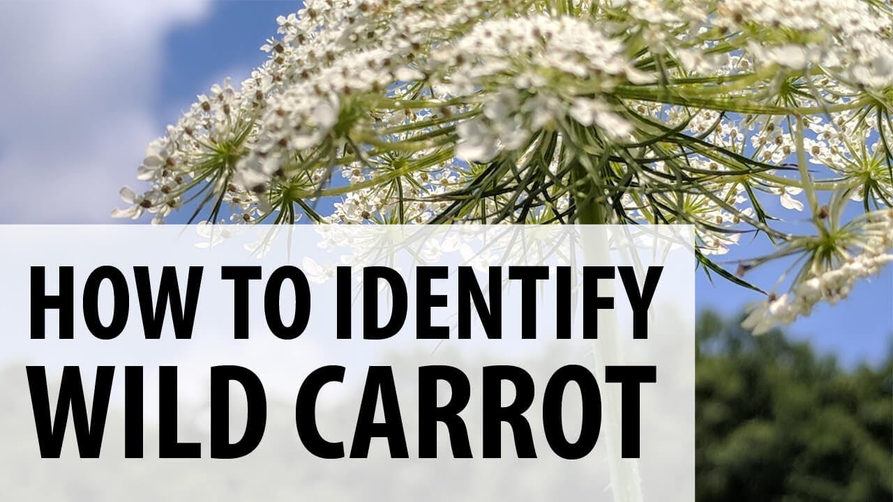 Wild Carrot Indentification and Digging - YouTube