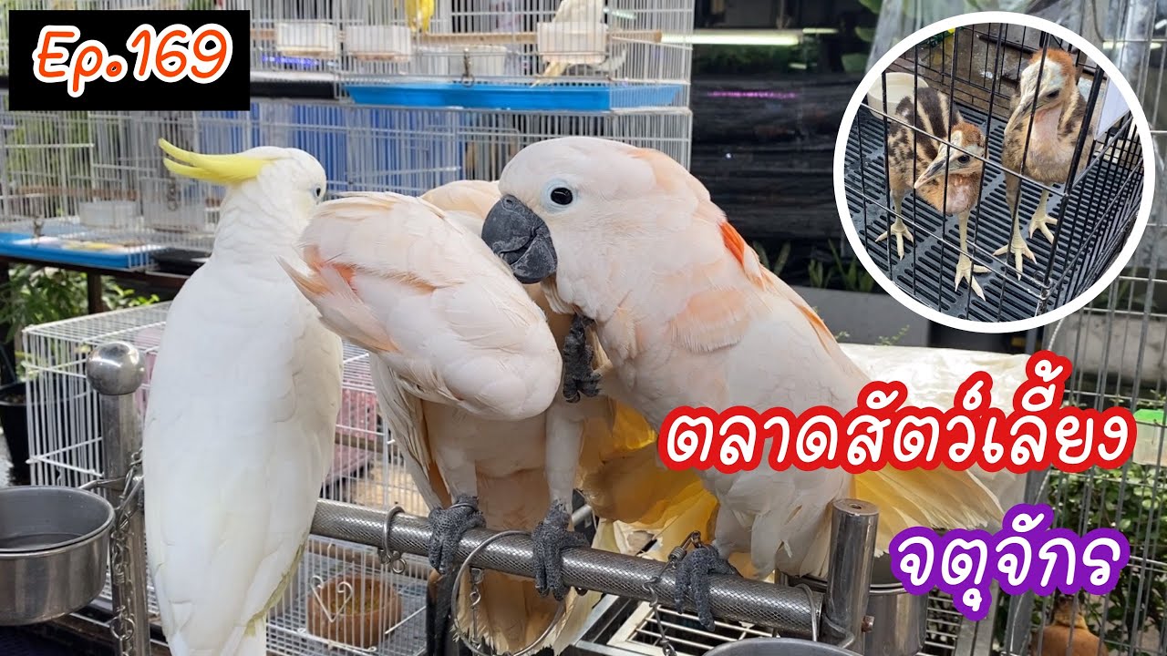 Zing’s Day I ตะลุยสัตว์เลี้ยงจตุจักร Ep.169 - YouTube