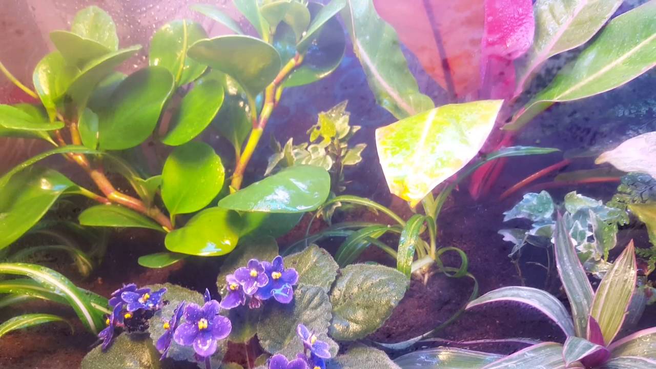 Pacman frog living terrarium - YouTube