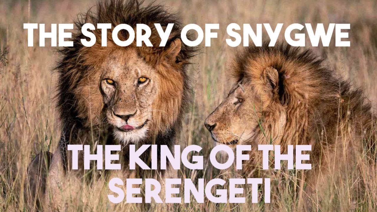 The King of the Serengeti | The Story of Snyggve | Bob Jr | The Grate ...