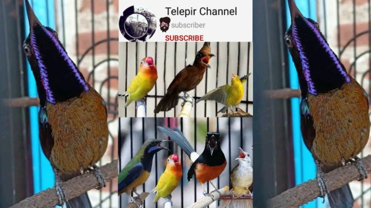 masteran-murai-batu-full-isian-burung-mewah-24-jam-non-stop-youtube