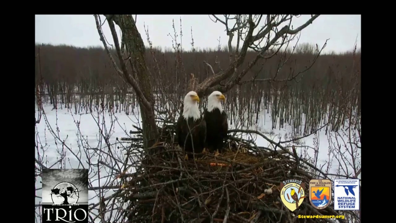 02-01-20 IL Trio eagles; both Valors in with fluff. - YouTube