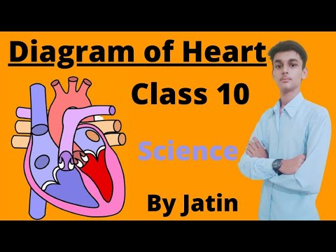 Diagram of heart | Class 10 | Science. - YouTube