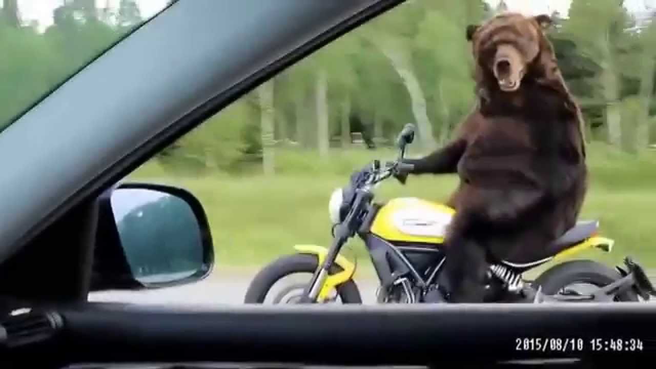 Bear driving Cruel Humor - YouTube
