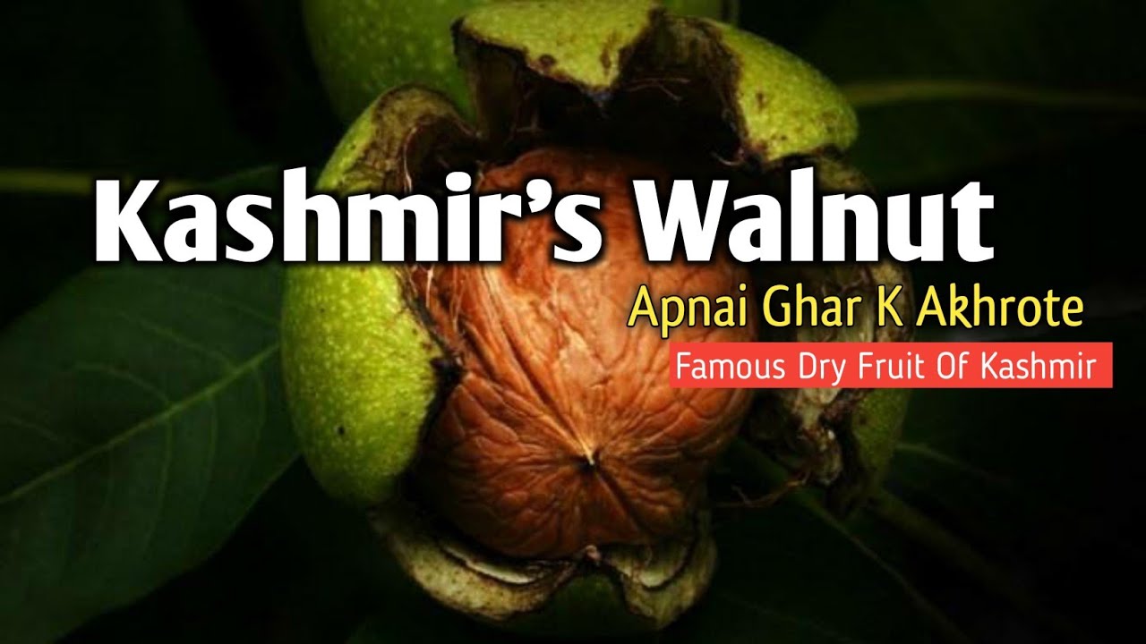 Kashmir’s Walnut Harvest Season arrived || Walnut of Kashmir ...