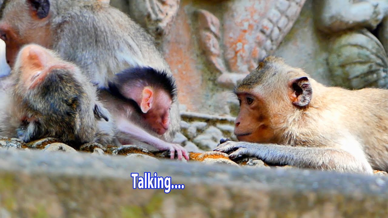 Rarely seen...Baby monkey LILY starts conversation with monkey MABEL ...
