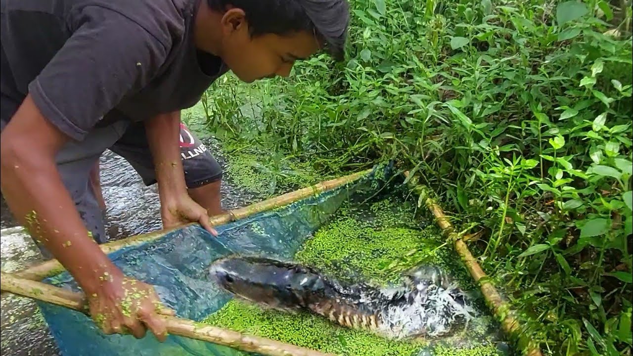 deshi fishing style ️ Great & unique fish catching video😮 catching big ...