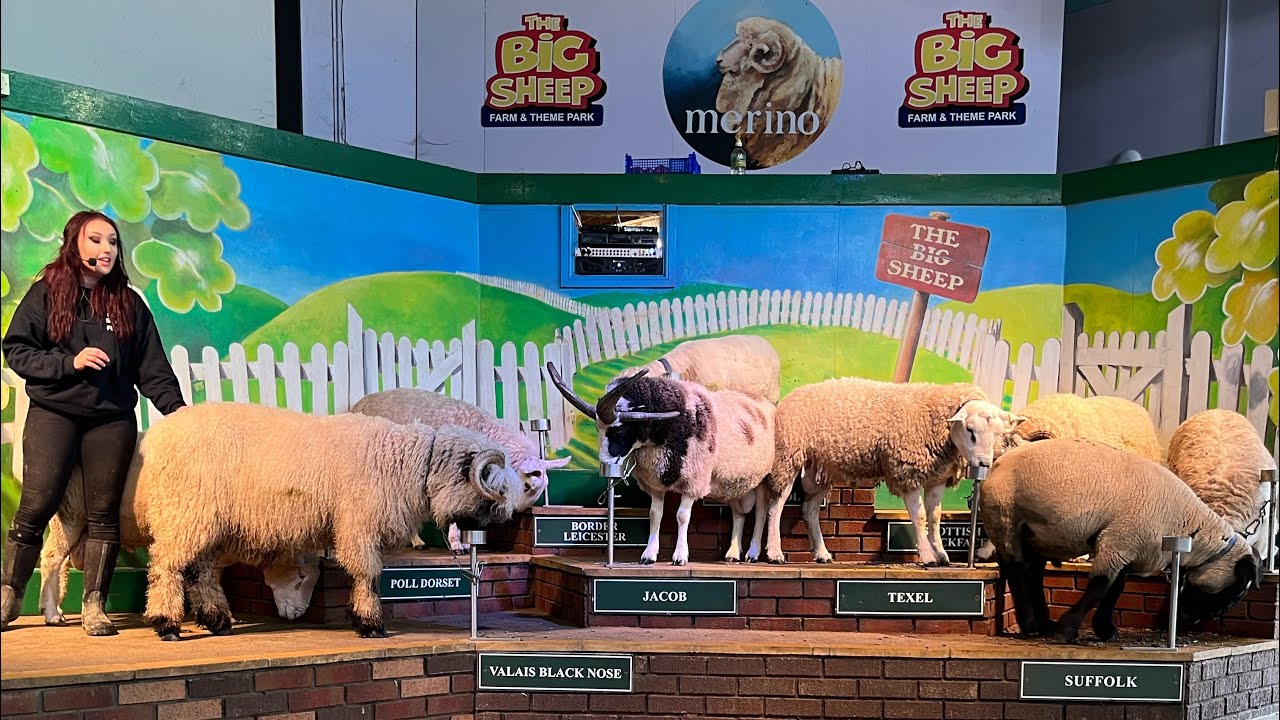 The Big Sheep 🐑 - YouTube